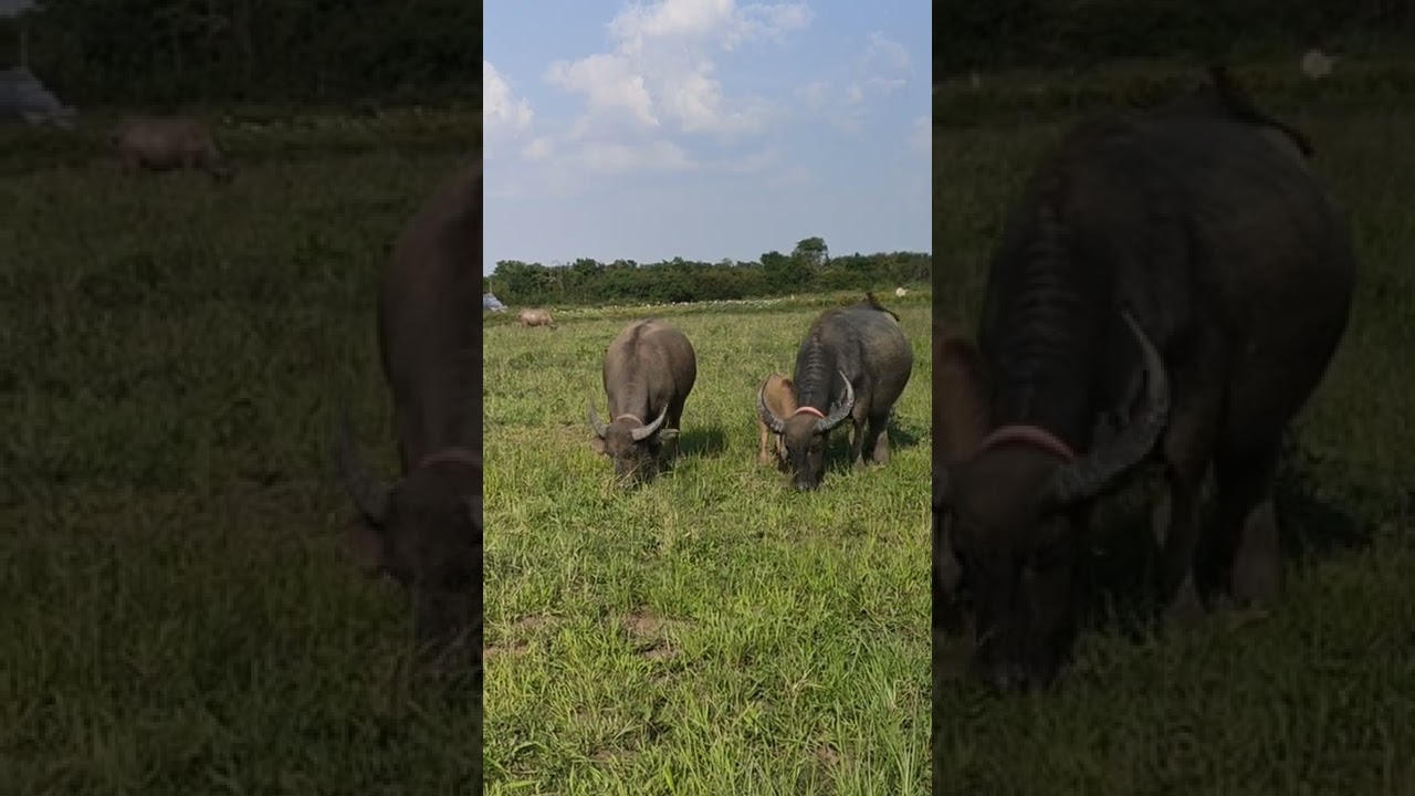Best Buffalo videos | Buffalo funny video | Beautiful buffalo new video #235 #shorts - YouTube
