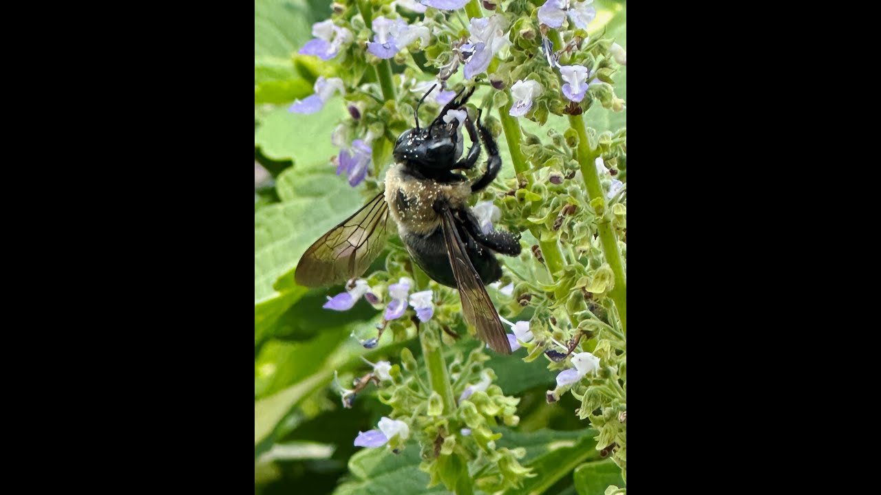 Bumblebees - YouTube