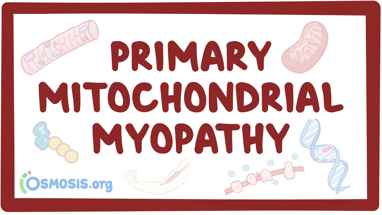 Primary mitochondrial myopathy - causes, symptoms, diagnosis, treatment ...