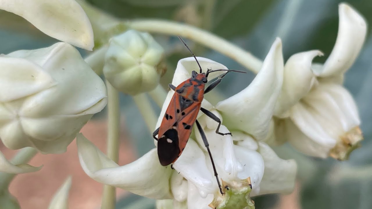 Amazing! insects not have homeless! - YouTube