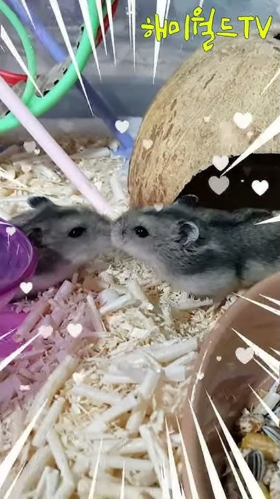 햄스터 뽀뽀영상 / Hamster Kiss #shorts - YouTube