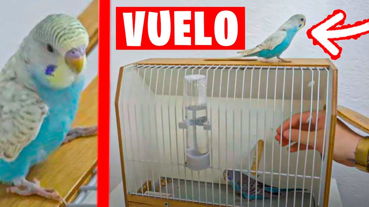 PRACTICANDO VUELO LIBRE CON MIS PERIQUITOS - YouTube