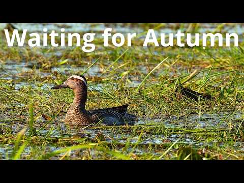 Mid-May at the Warta River Mouth | Waiting for the Autumn Migration