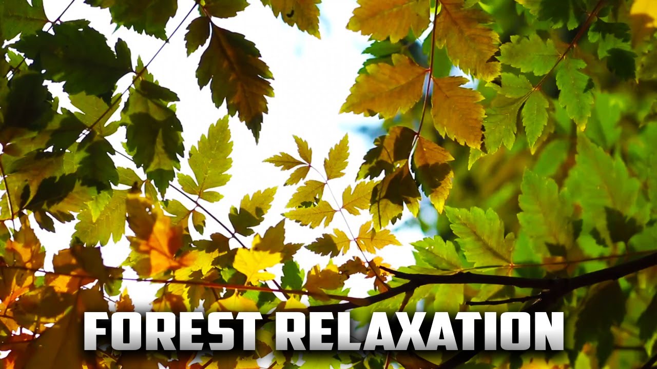 Forest Relaxation | Forest Sounds | Relaxing Music | Calming Music ...