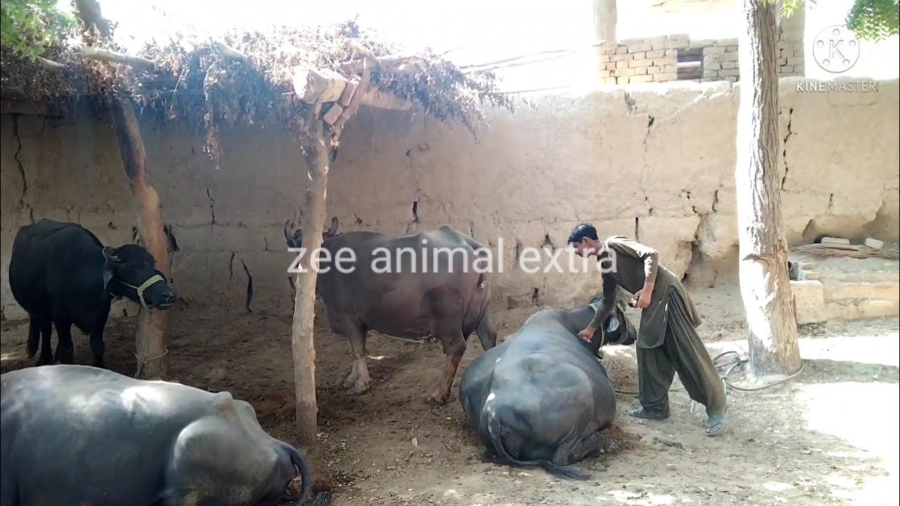 Buffalo Antibiotics treatment with fom Injection 100mI - YouTube