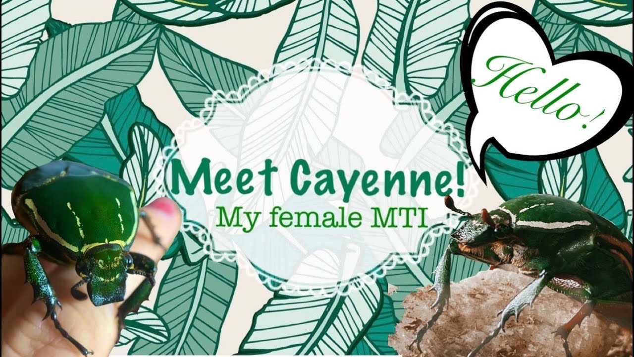Meet my female MTI! - YouTube