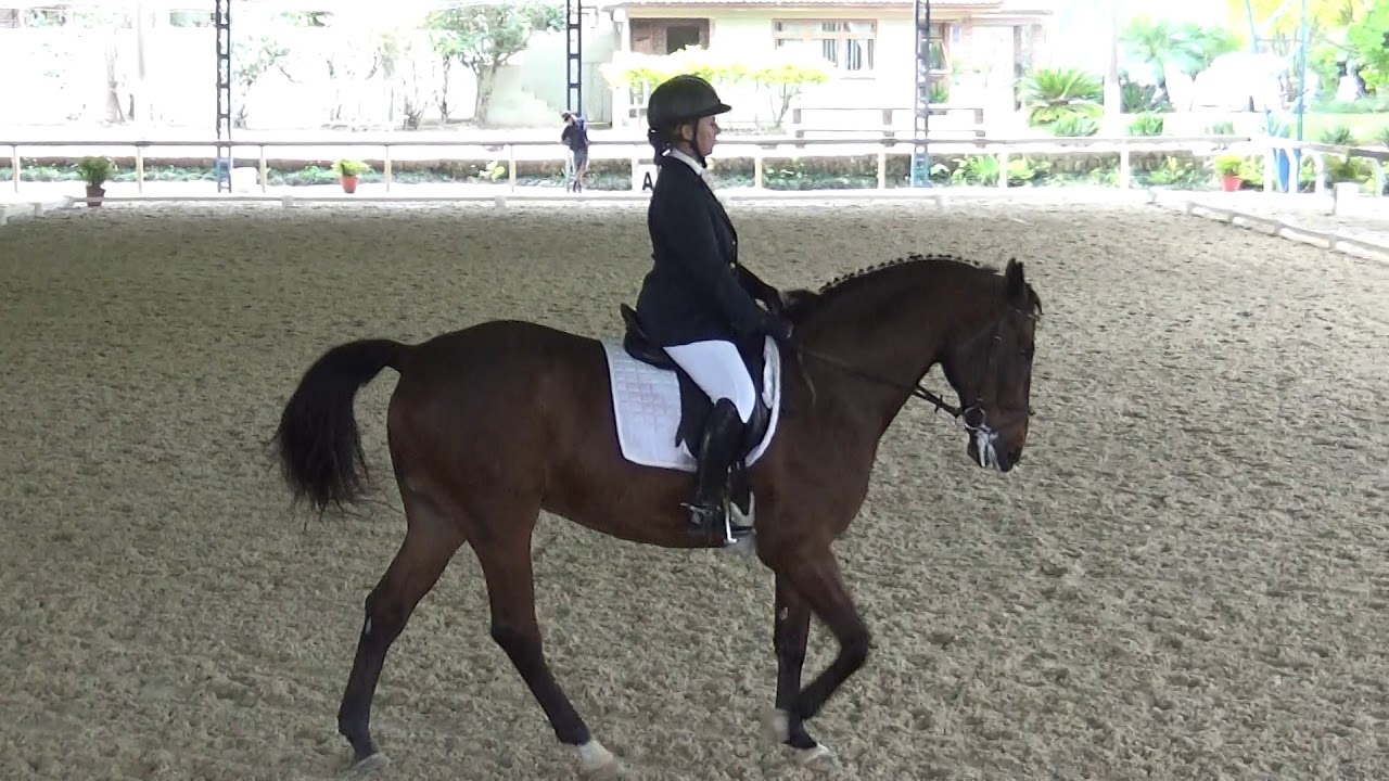 MARIA EMILIA RIVALDO-DESAFIO BRASIL DE ADESTRAMENTO 045 - YouTube