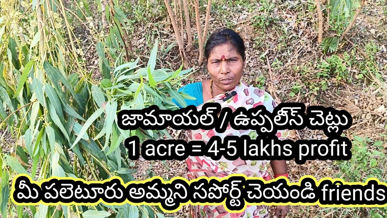Eucalyptus trees | 1 acre plantation = 4-5 lakh profit | jamail ...