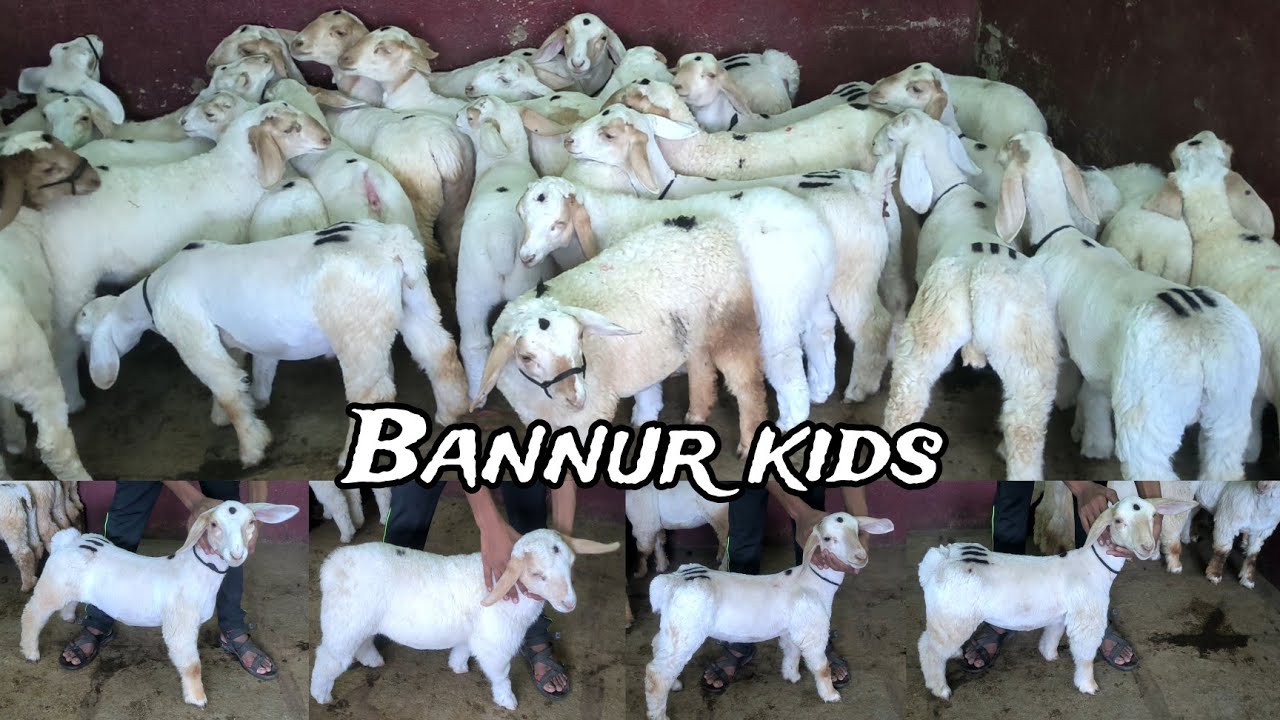 Bannur kids Available Contact 8121270400 - YouTube