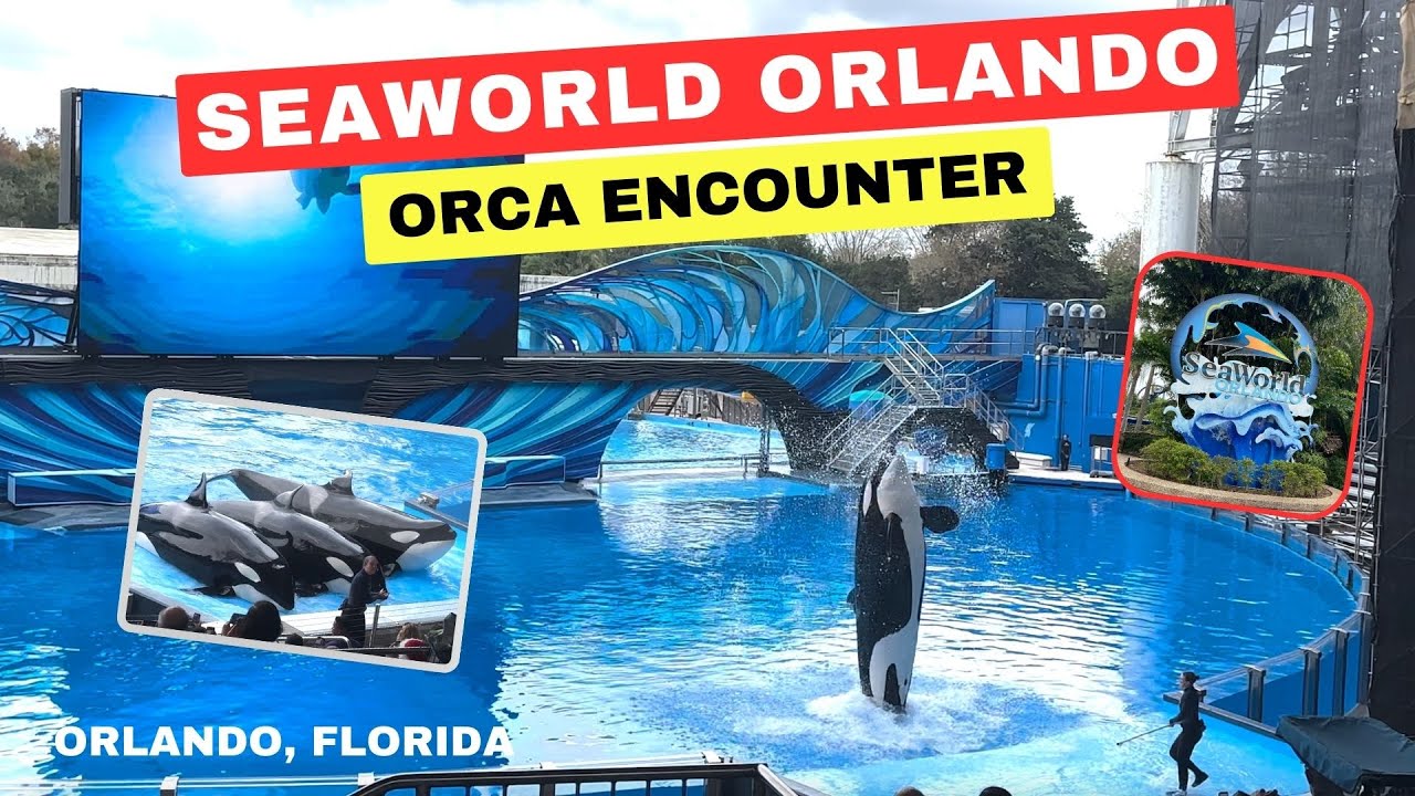 SEAWORLD ORLANDO: ORCA ENCOUNTER SHOW AT SEAWORLD ORLANDO IN FLORIDA (A ...