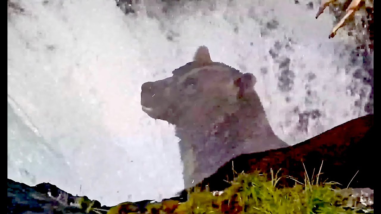18 Aug 2025: 164 Bucky discovers the back shower (explore.org) - YouTube