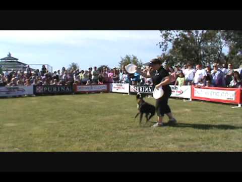Purina Incredible Dog Team performs in New Bern, NC! - YouTube