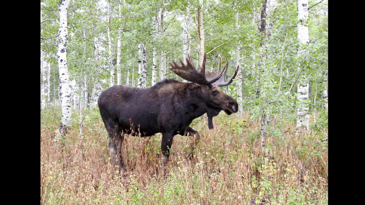 Northern Utah Wildlife:Bull Moose Images - YouTube