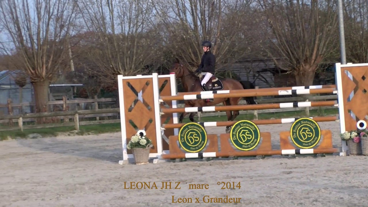 Leona, Leon x Grandeur, mare, °2014, Belgian Horse Trading - YouTube