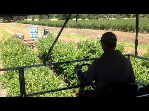 Gaskin Farms - YouTube