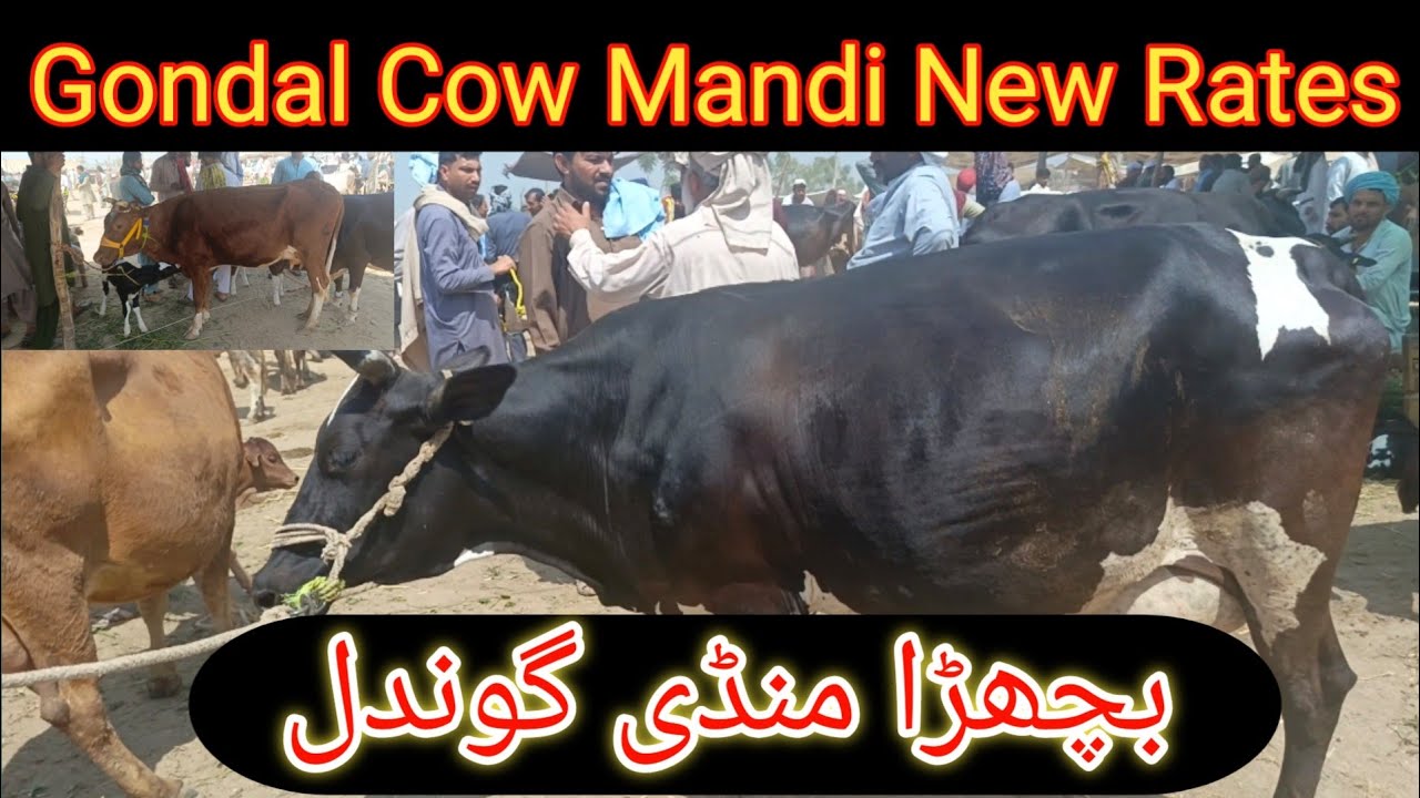 Gondal Cow Mandi New Rates | Bachra Market Gondal - YouTube