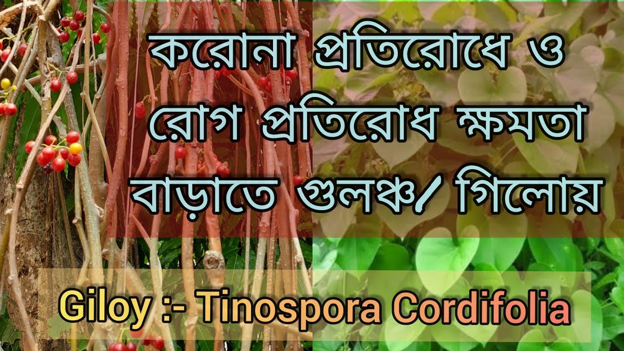 গুলঞ্চ গাছের উপকারিতা | Benefits of giloy in bengali | Identification ...