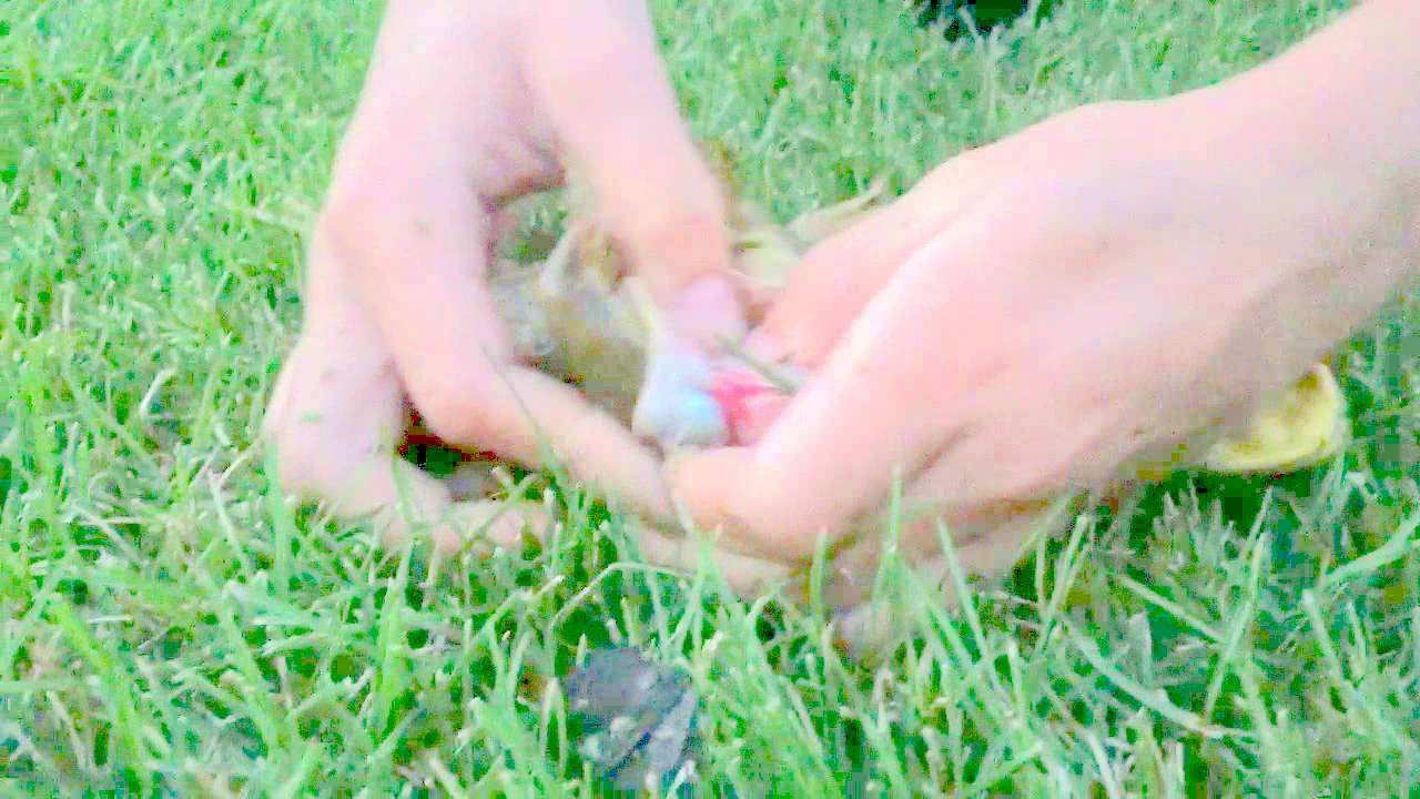 How to skin a frog - YouTube