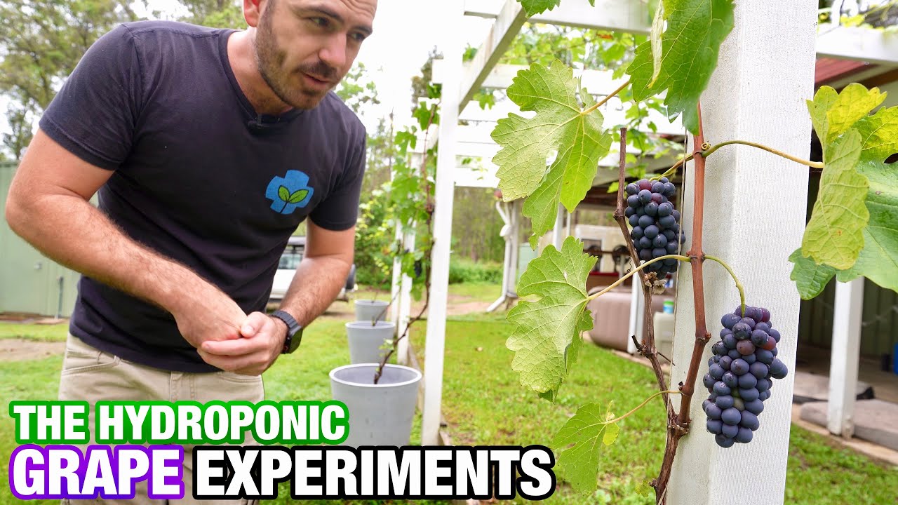 How to Grow Hydroponic Grapes - YouTube