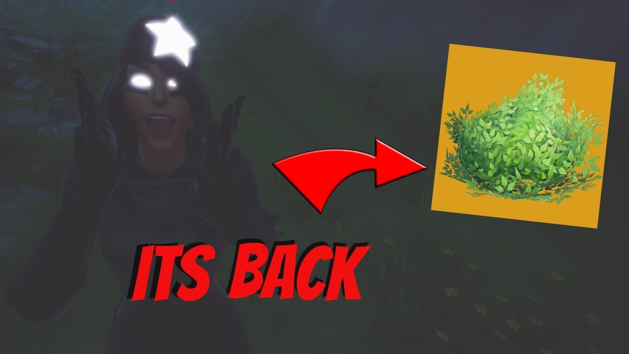 THE BUSH IS BACK! - YouTube