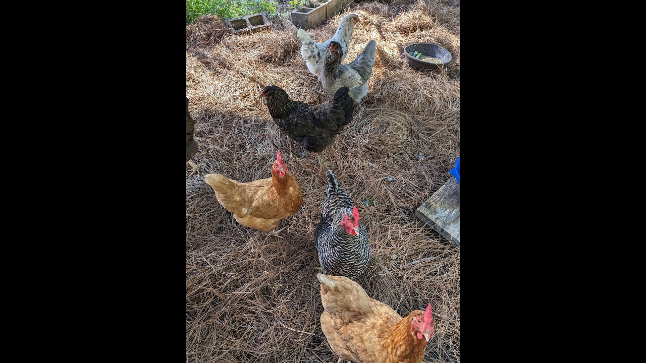 A Muddy, Messy Chicken Run After Heavy Rain - YouTube