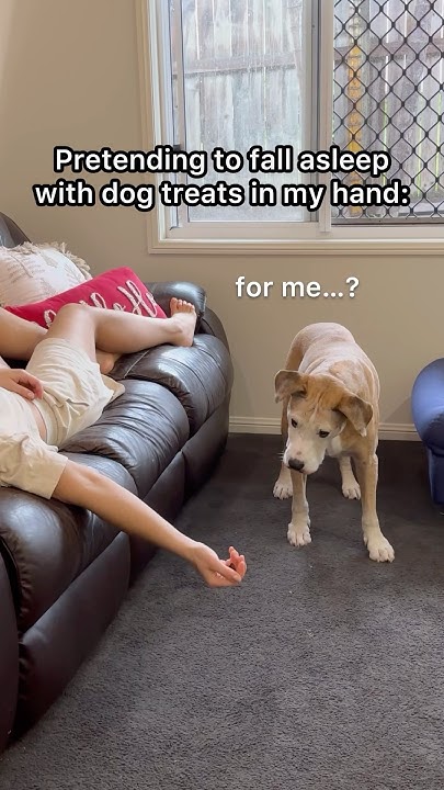 Can My Dog Resist His Favourite Treats?! You Won’t Believe What Happens ... Can My Dog Resist His Favourite Treats?! You Won’t Believe What Happens ...