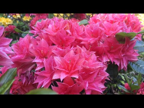 British summer flowering trees and shrubs. - YouTube