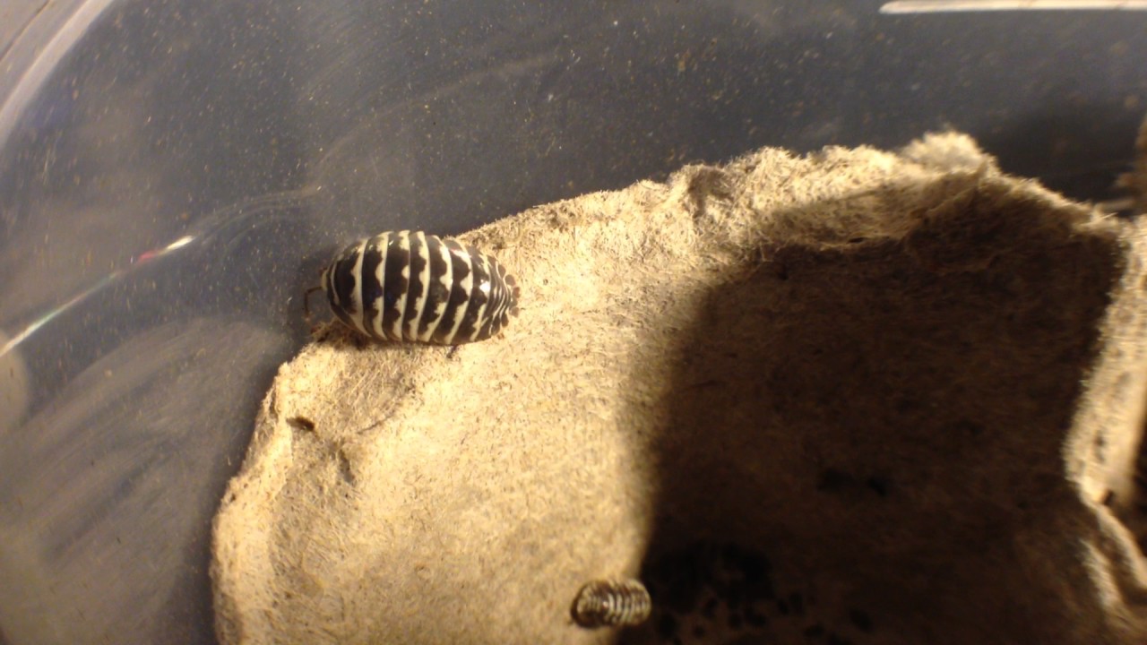 Zebra Roly Poly - YouTube