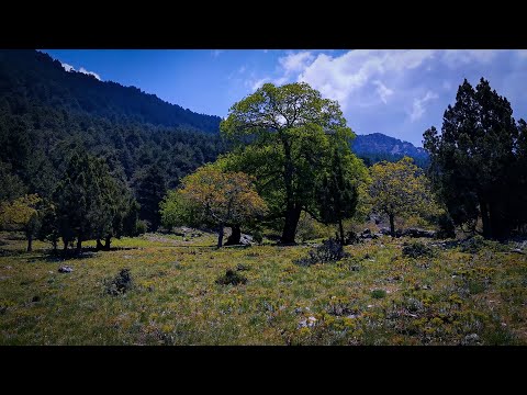 Yaylada Kuş Sesleri, PAŞA YAYLASI, AYDIN, 4K - Bird Sounds in the Highland, PAŞA HIGHLAND, AYDIN, 4K