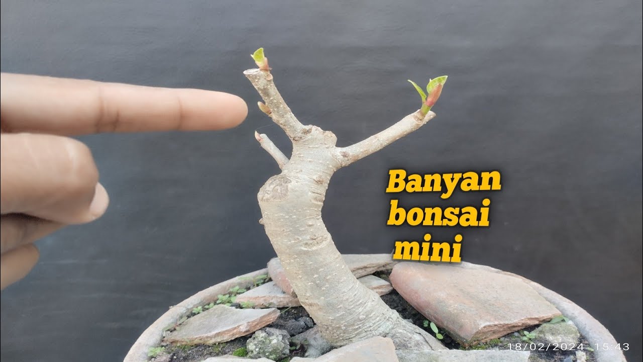 Banyan Mini bonsai /বট বনসাই /Ficus Banglensis Bonsai Making - YouTube