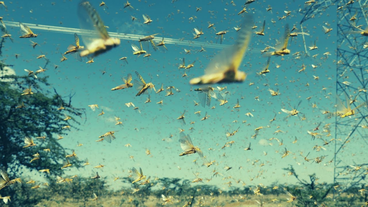 How Locust Swarms Invaded India | North India | Attack | Tiddi Dal ...