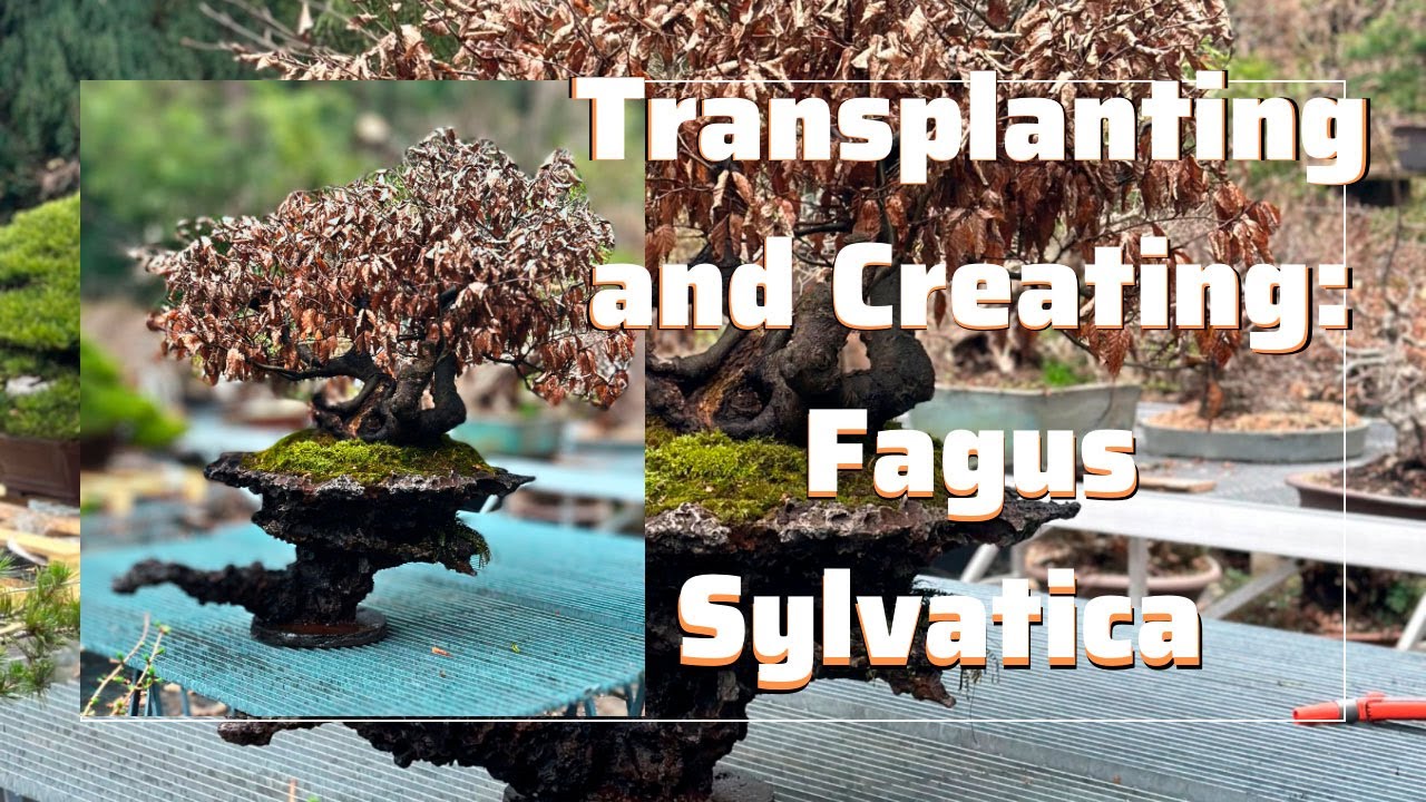 Transplanting and Creating: The Process of a Fagus Sylvatica Beech ...