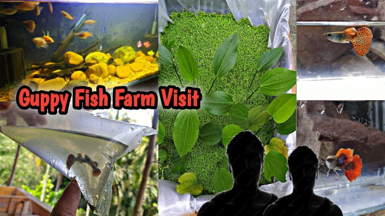 First Time Visit Sudipta Da Guppies Farm|Guppy Fish Farm Visit |Exotic ...