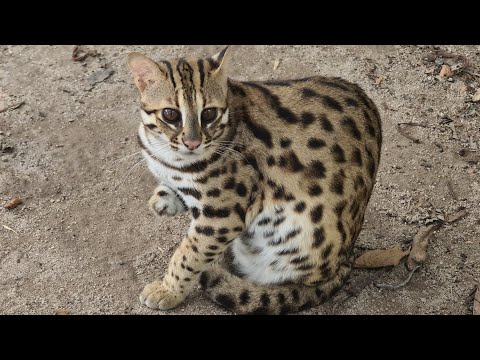 poor asian Leopard cat only 3 legs #cat #dog #animals