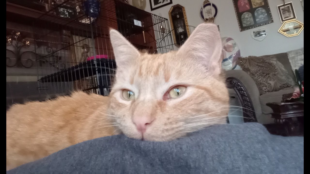 VERY CAUTIOUSLY PETTING MY NEW CAT BOO BOO KITTY - YouTube