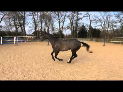 2013 Stallion by Modesto (Grandeur) X Indoctro - YouTube