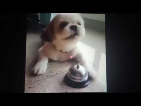 Dog Ringing bell - YouTube