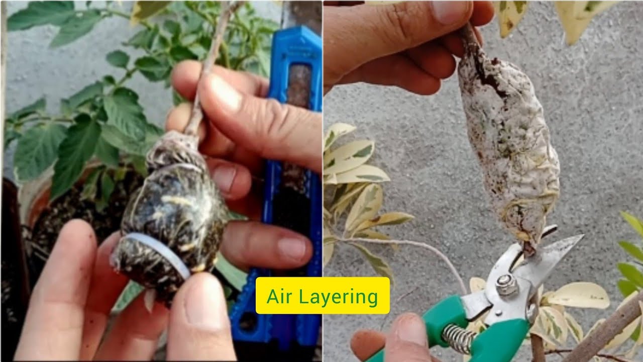 How to Do Air Layering Any Plants||Best way to air layering||# ...