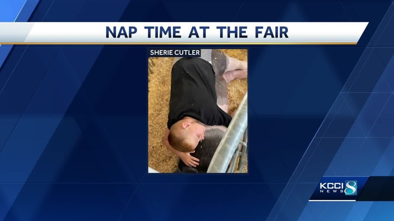 Boy takes nap with brother's 4-H hog at the Iowa State Fair - YouTube