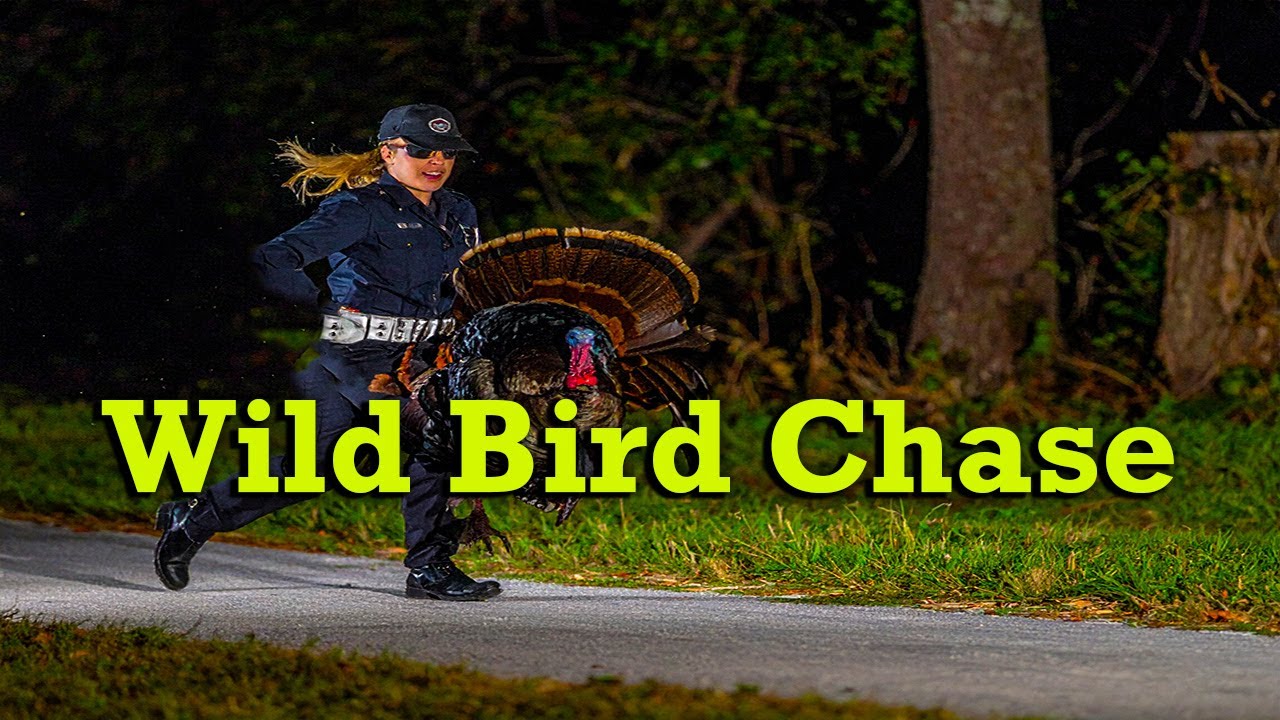 Sheriff Deputies Wild Chase - YouTube