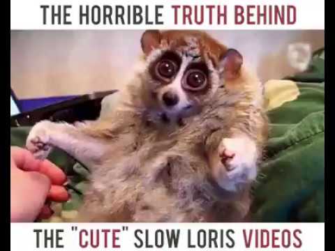 Stop killing, cute "Slow Loris" true sad story - YouTube