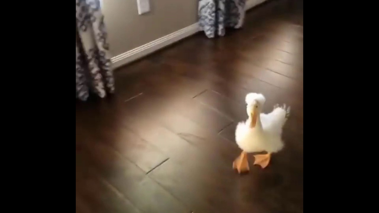 Duck running in the 90's - YouTube