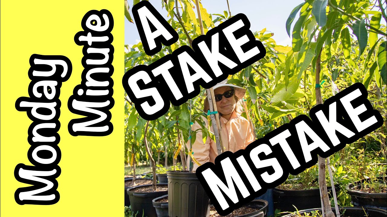 Monday Minute- A Stake Mistake! - YouTube