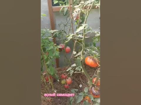 Сорт ЯСНЫЙ САМОЦВЕТ один из самых ярких и вкусных экзотических томатов ...