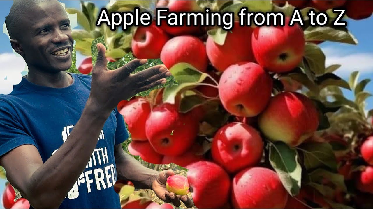 Apple Farming. Apple Variety Selection,Planting to Harvesting & how to ...