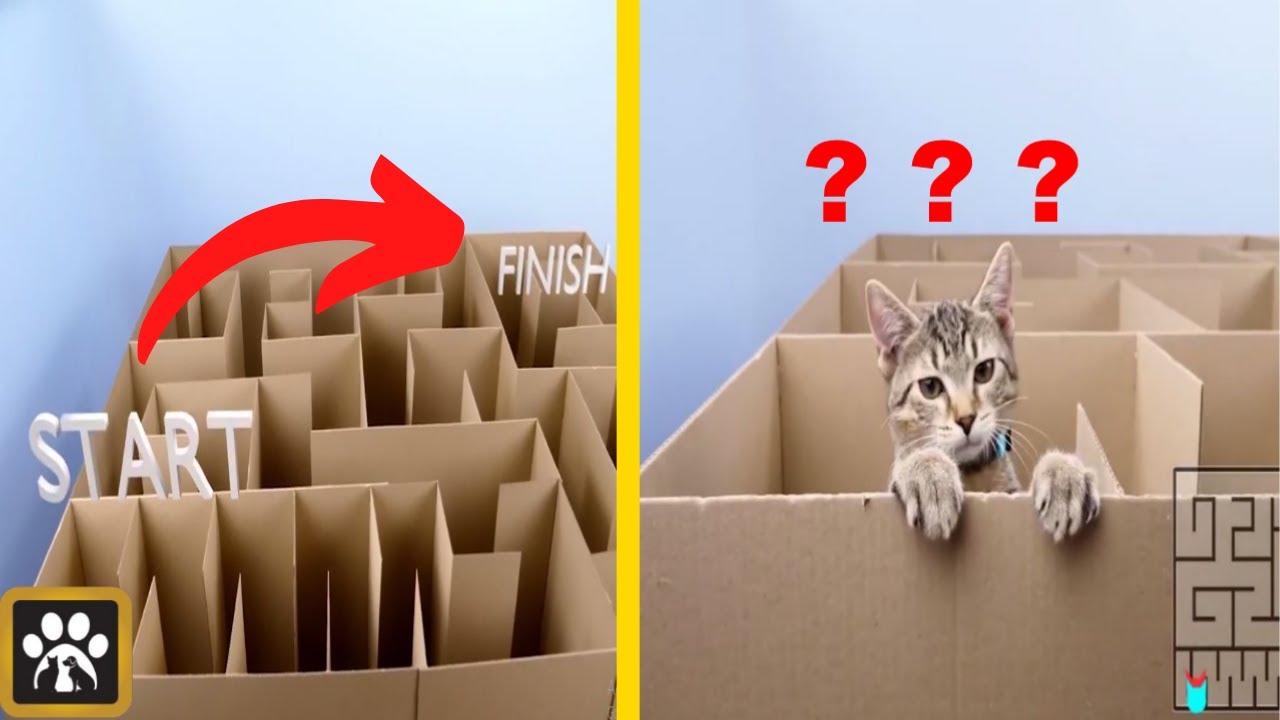 You Won't Believe How Smart These Cats Are 🙀 - Labyrinth Challenge - YouTube