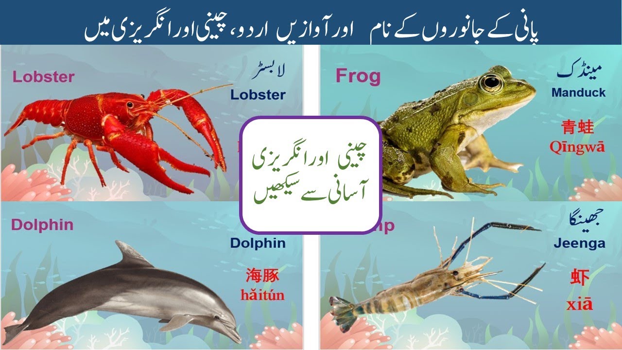 Learn Water Animals Sounds And Names In Urdu Chinese And English learn-water-animals-sounds-and-names-in-urdu-chinese-and-english