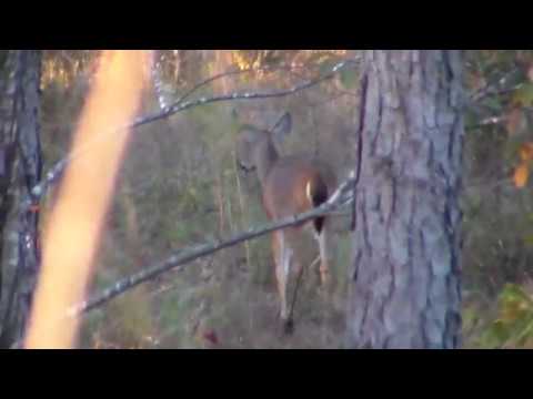 Spike buck comes in 11 5 16 - YouTube