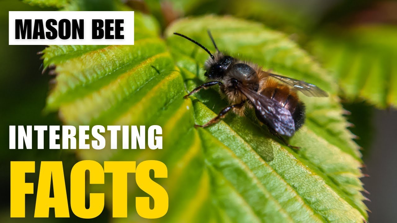 Exploring the Fascinating World of Mason Bee | Interesting Facts | The ...
