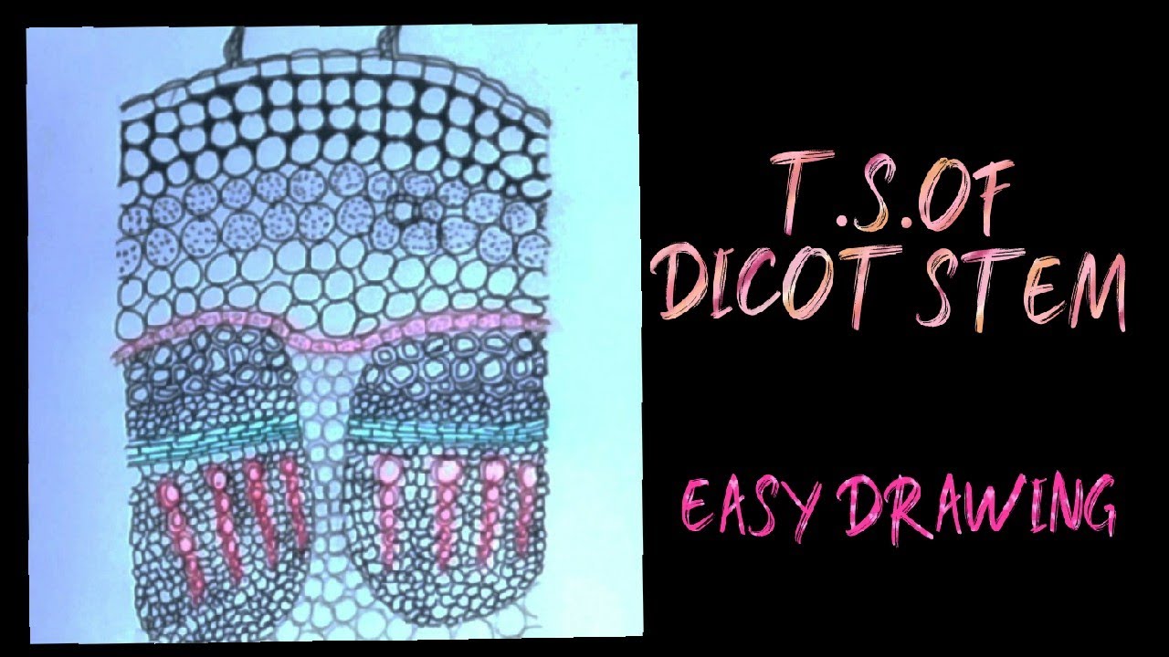 How to draw T.S of dicot stem easily - YouTube